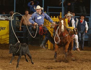 Rodeo Horses Roping